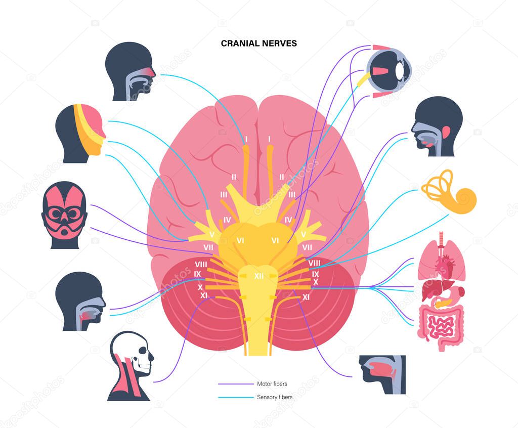 Cranial nerves diagram. Brain structure and connections with parts of ...