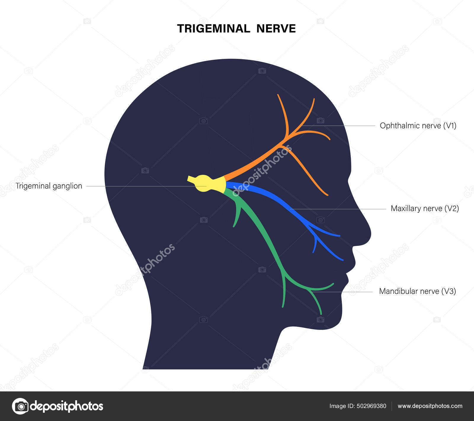 Trigeminal nerve diagram Stock Illustration by ©Pikovit #502969380 Trigeminal nerve diagram Stock Illustration by ©Pikovit #502969380