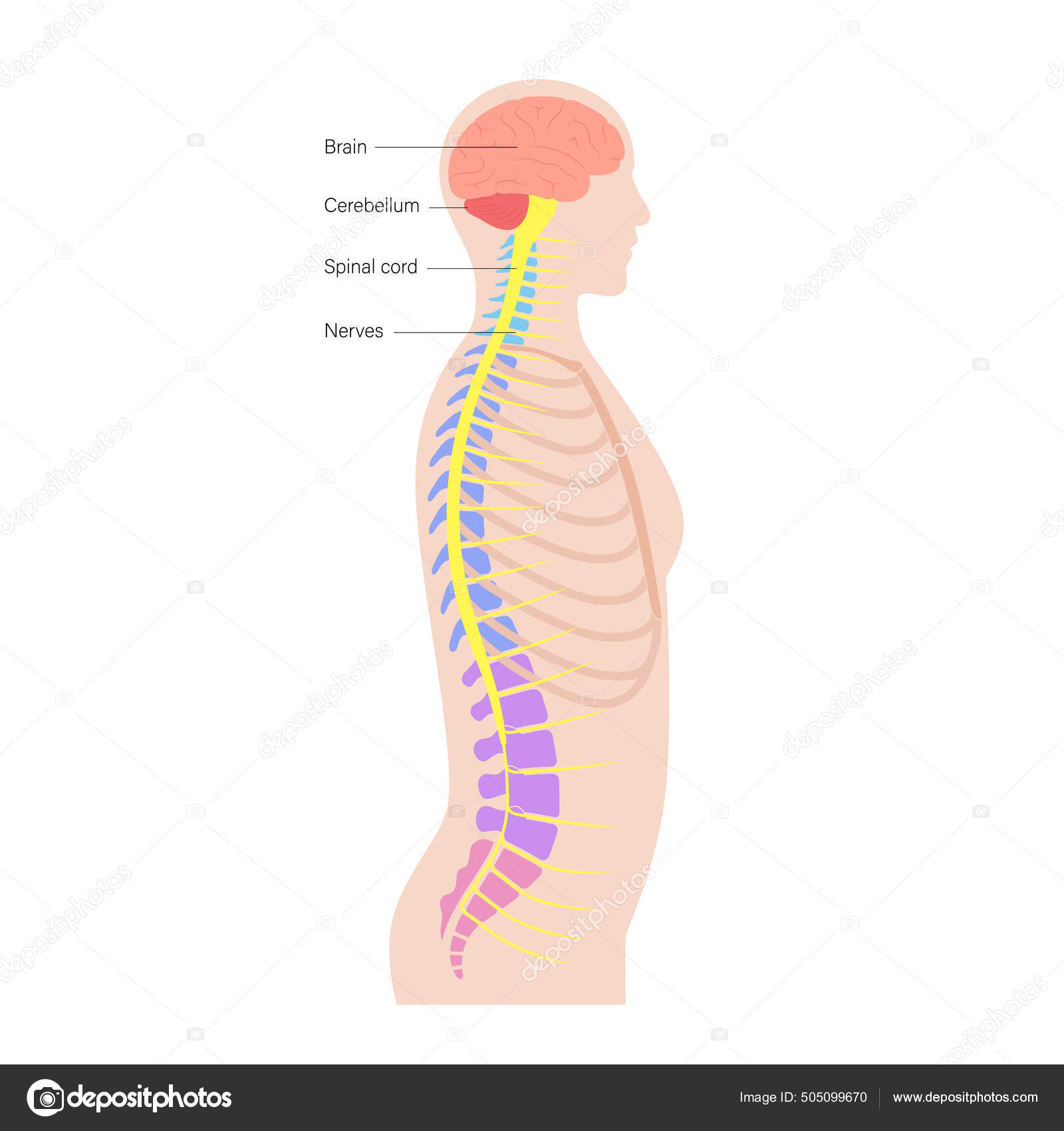 Anatomía de la médula espinal Vector de Stock de ©Pikovit 505099670