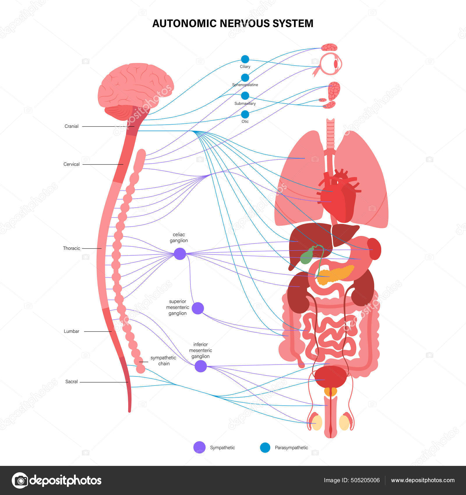 Autonomic Nervous System Infographic Poster Spinal Cord Internal Organs Anatomy Stock Vector by ...