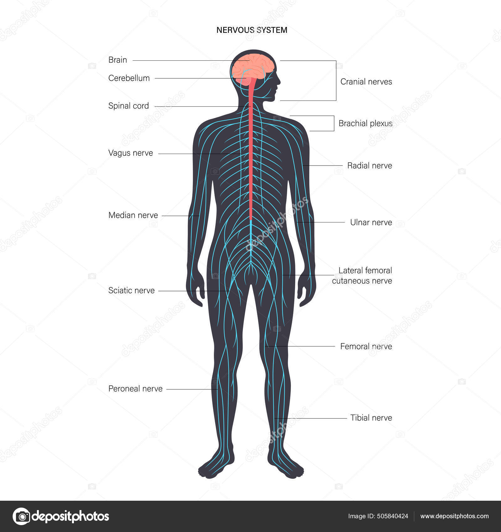 Human Nervous System Medical Vector Illustration Diagram Human Nervous
