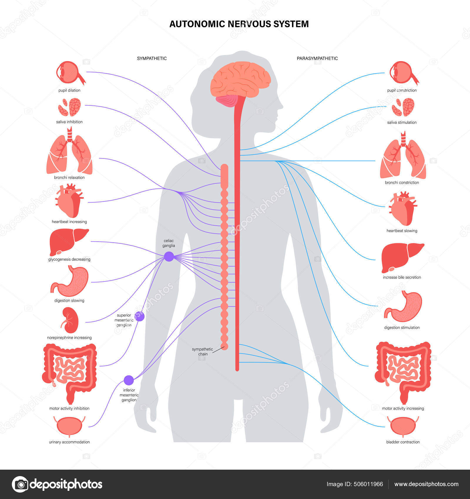 Autonomic Nervous System Example