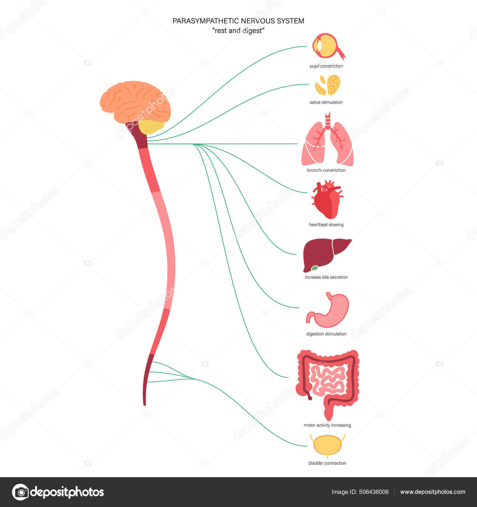 Parasympathetic nervous system Stock Vector by ©Pikovit 506436006