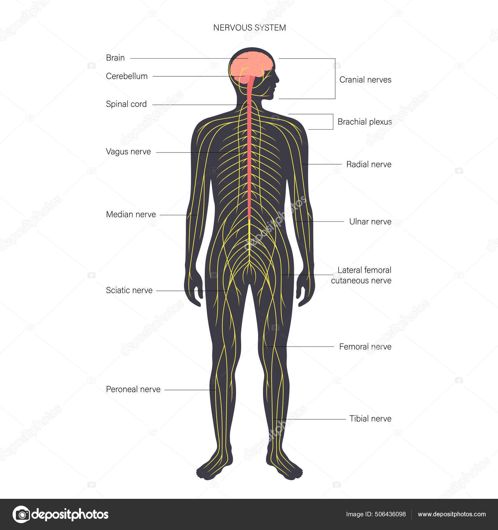 Central nervous system Stock Vector Image by ©Pikovit #506436098