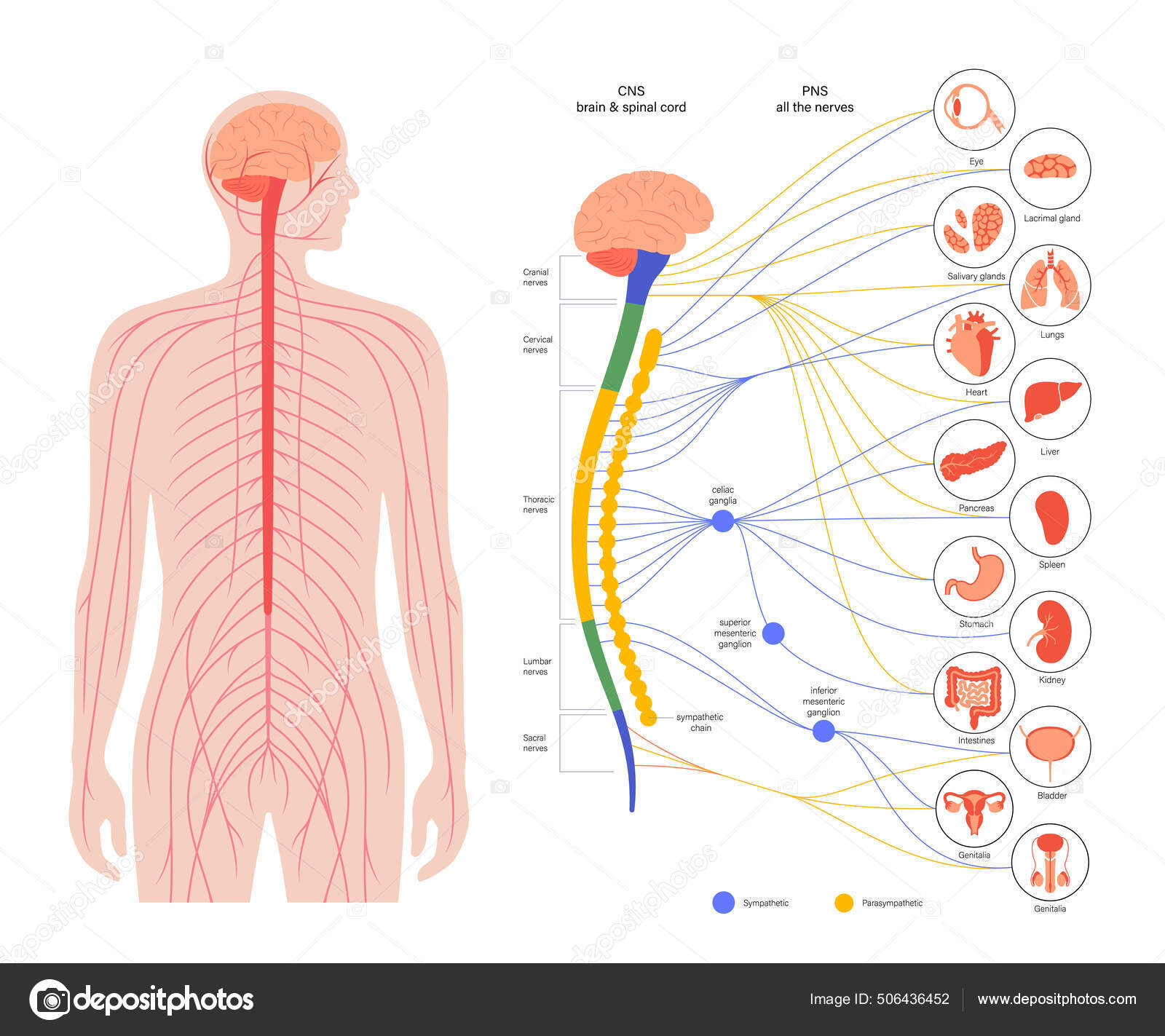 Autonomic nervous system Stock Vector by ©Pikovit 506436452
