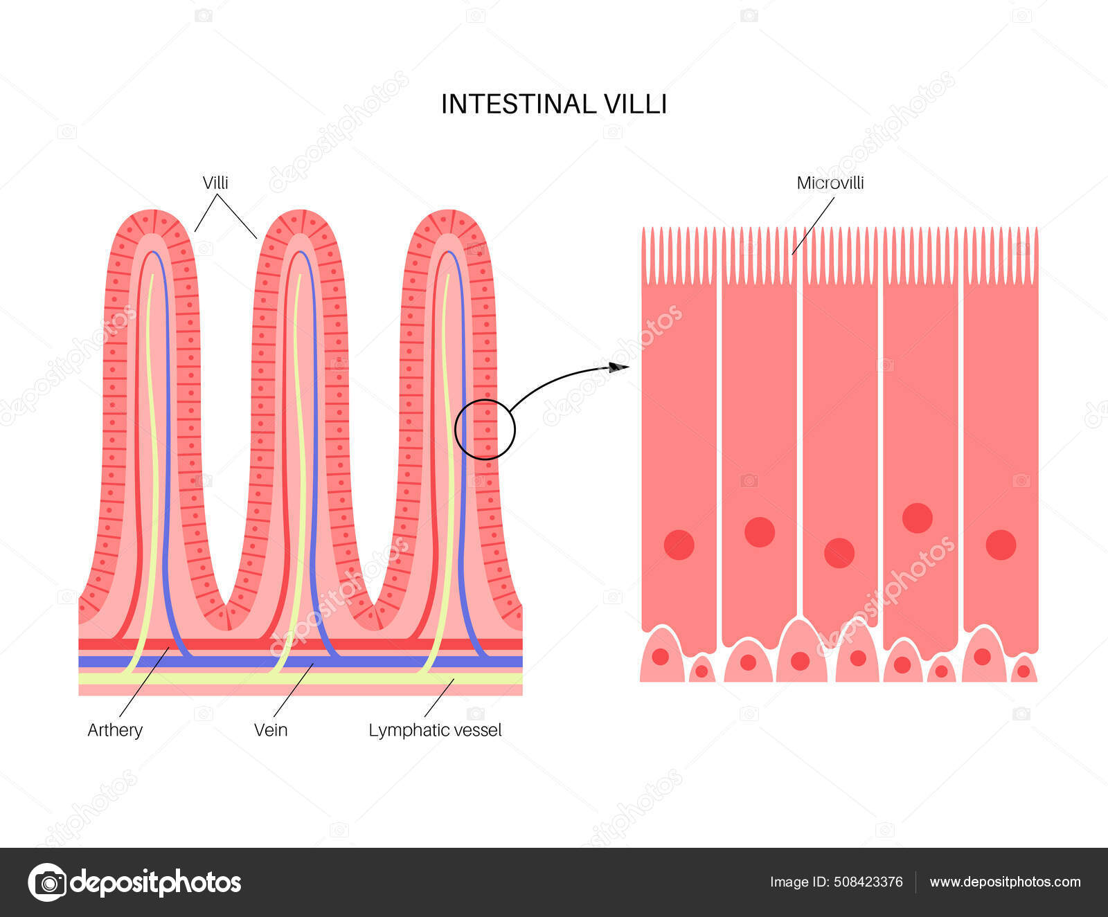Intestinal villi anatomy Stock Vector Image by ©Pikovit #508423376