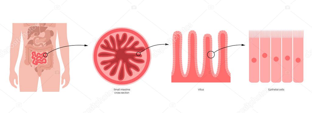 Small intestine lining Vector Art Stock Images | Depositphotos