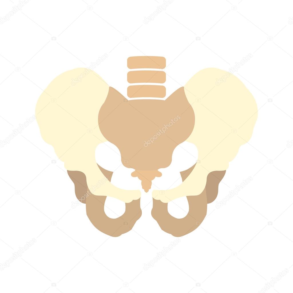 Human pelvis icon Stock Vector Image by ©juliarstudio #101313242