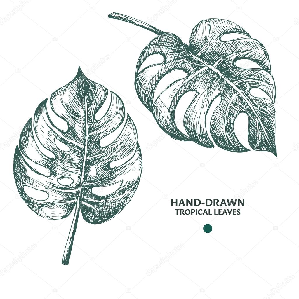 Drawing monstera leaf | Hand-drawn monstera leaves. — Stock Vector ...