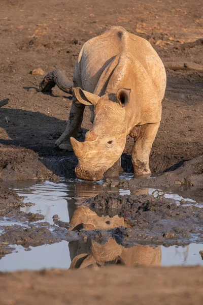 Rhino delta Stock Photos, Royalty Free Rhino delta Images | Depositphotos