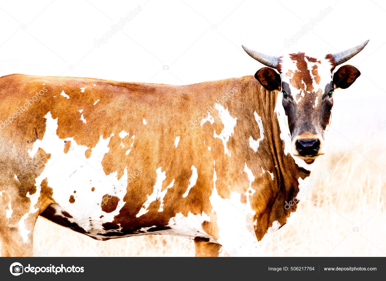 Iamge Clave Alta Una Vaca Raza Nguni Tomada Atardecer — Foto de stock ...