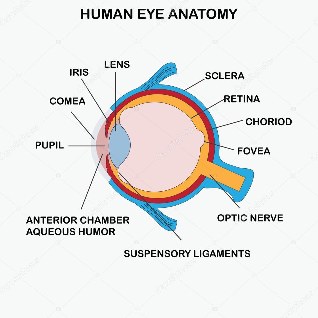 Anatomía Del Ojo Humano Stock Vector By ©poemsuk 112825450