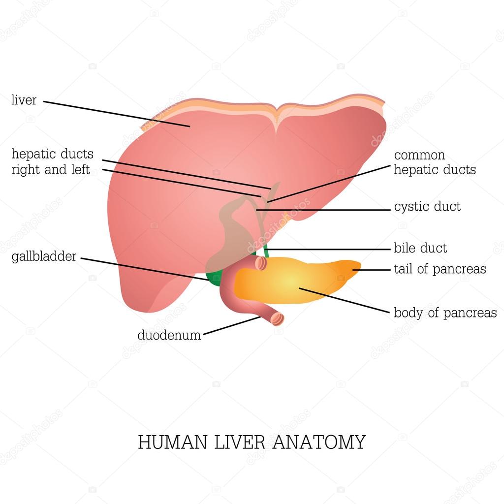 Estructura y función de la anatomía del hígado humano . 2022