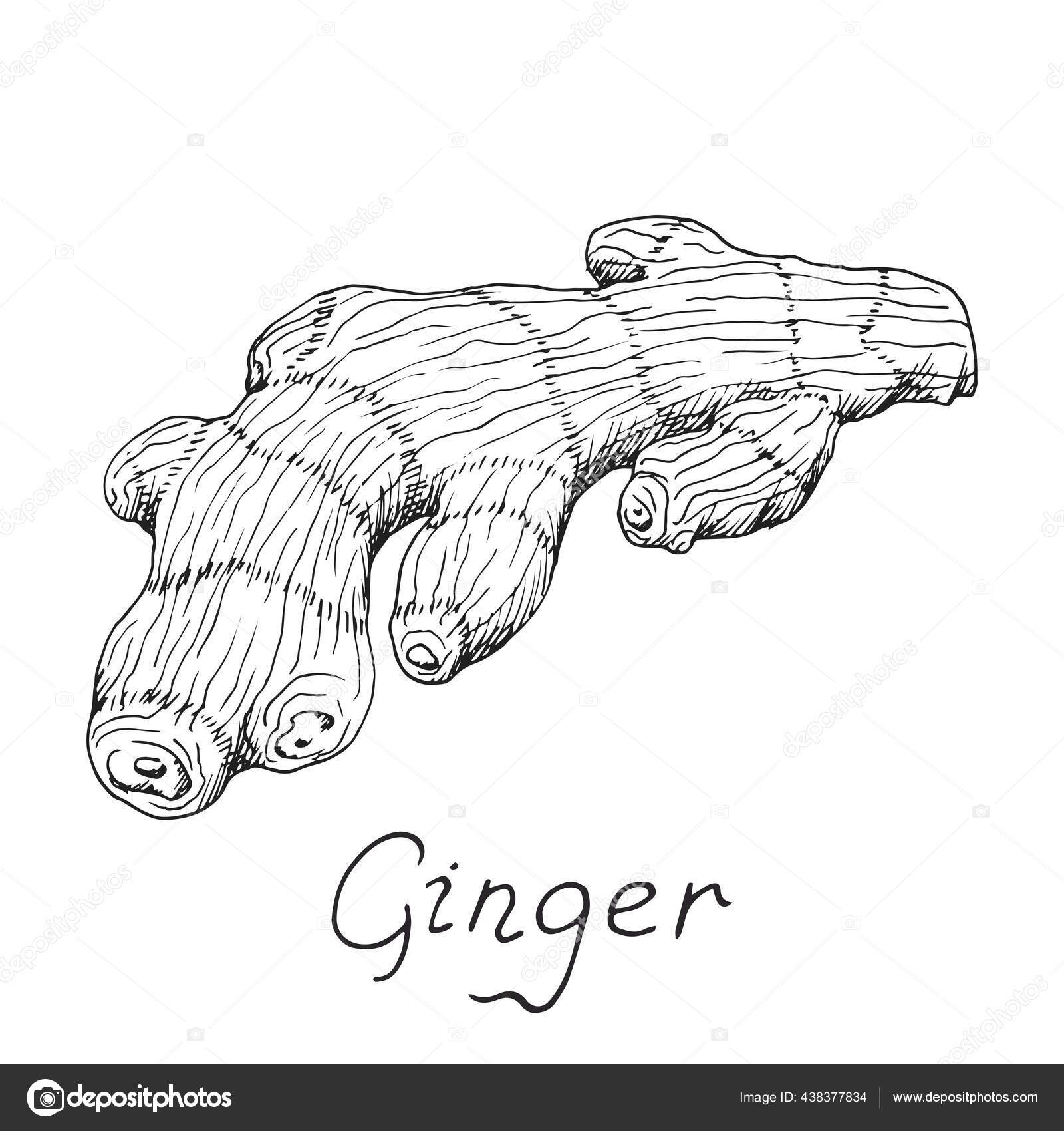 Ginger Root Asian Chinese Traditional Medicine Herb Whole Root Spicy ...