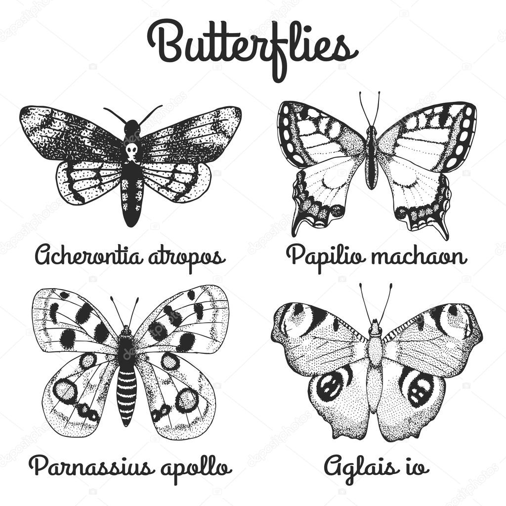 Butterflies. Aglais io, Parnassius apollo, Acherontia atropos, Papilio ...