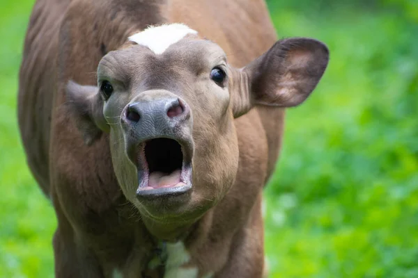 Screaming Cow
