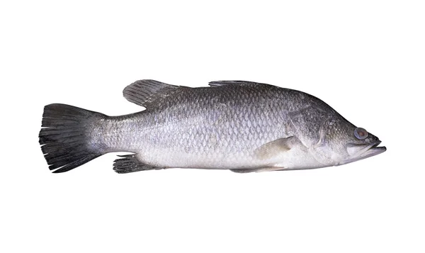 Perch fish Stock Photos, Royalty Free Perch fish Images | Depositphotos