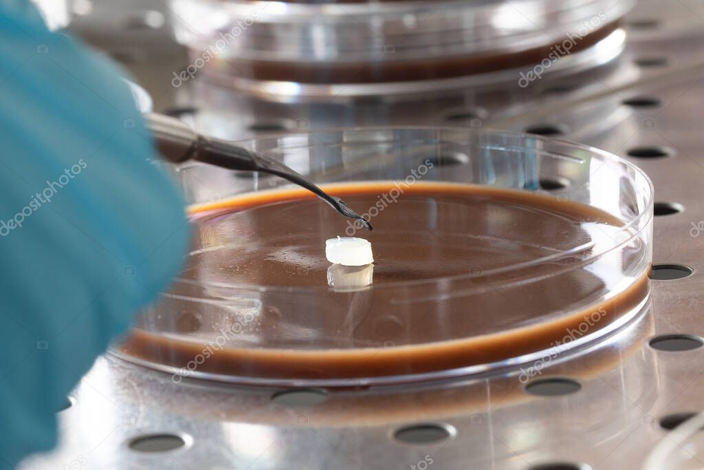 Placa de Petri con medio agar durante un experimento explante hongo ...