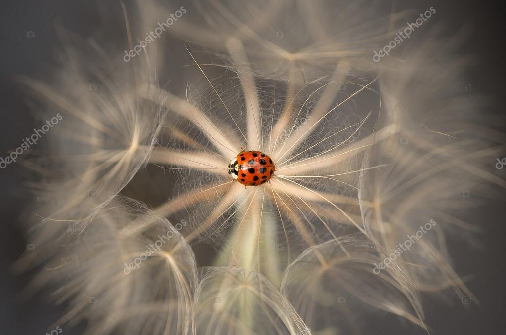 Resting beautiful ladybug — Stock Photo © E.M.K.A #84418002
