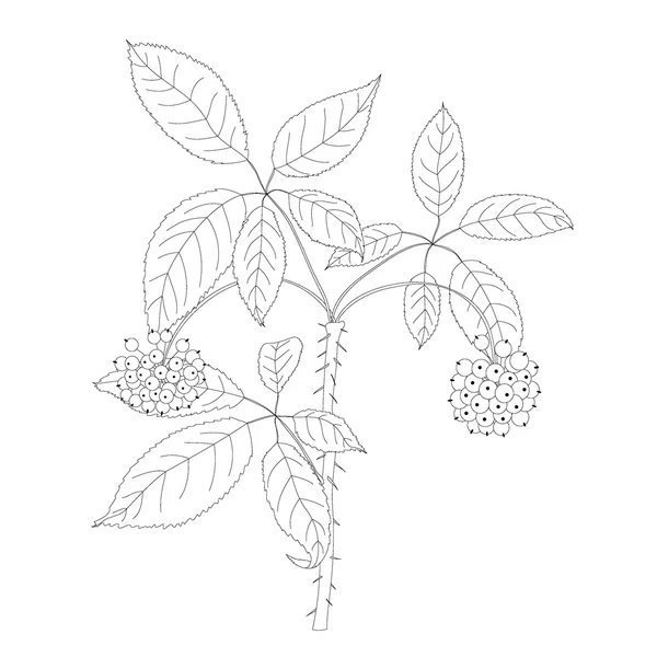 Dibujo de grosella imágenes de stock de arte vectorial | Depositphotos