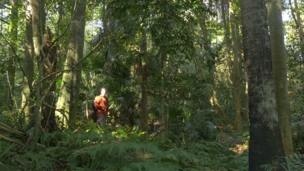 Man Hiking Walking In Jungle Rainforst using compass navigation ...