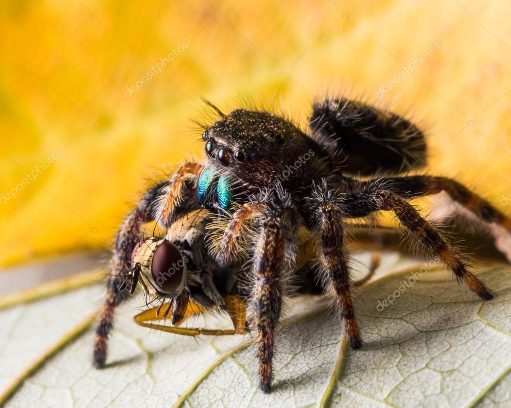 Araña saltando negra come mosca con ojos rojos — Foto de stock ...