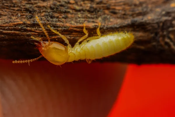 Termites — Stock Photo © naibankfotos #85982282