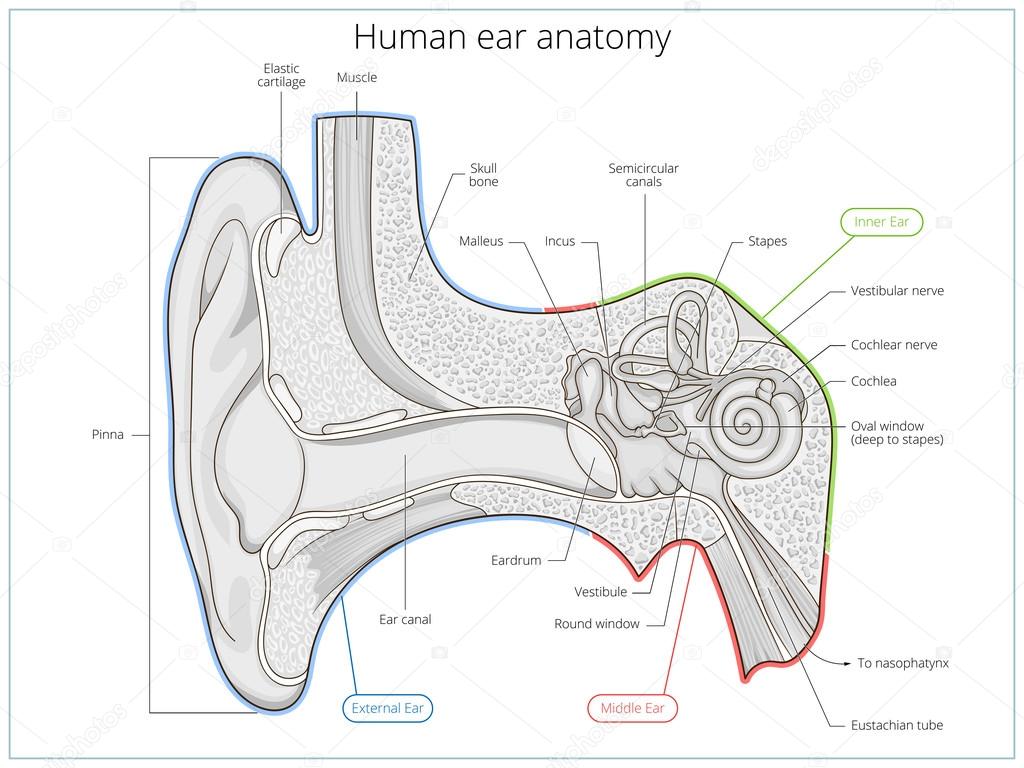 Anatomy Of The Human Ear Stock Illustration Download