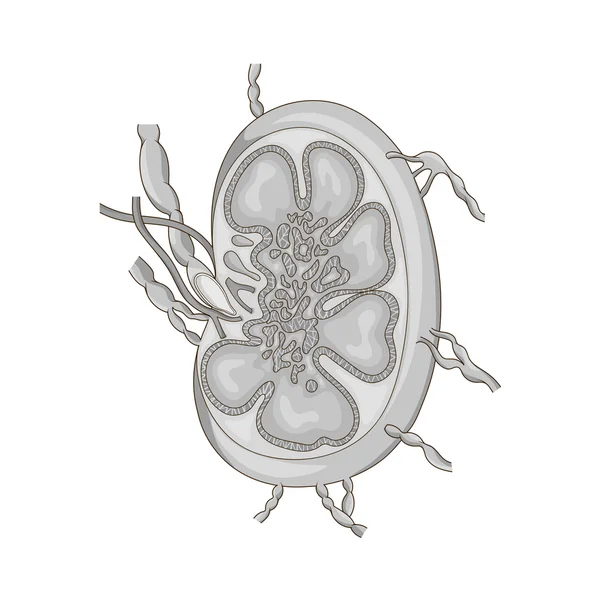 ᐈ Lymph node cartoon stock vectors, Royalty Free lymph illustrations ...