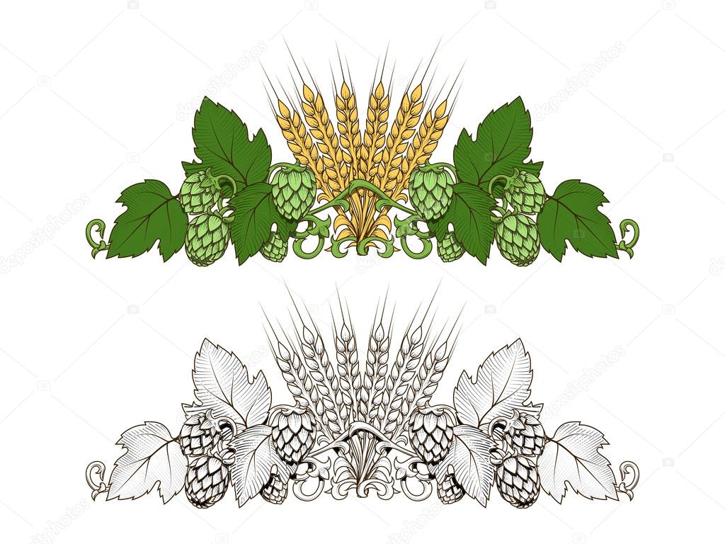 Hops And Barley Vector