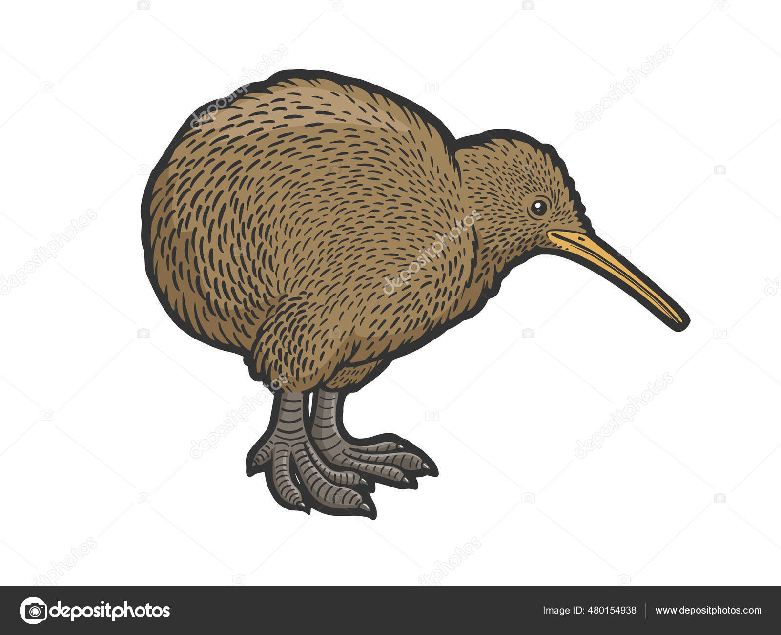 Kiwi bird color line art sketch engraving vector illustration. T-shirt ...