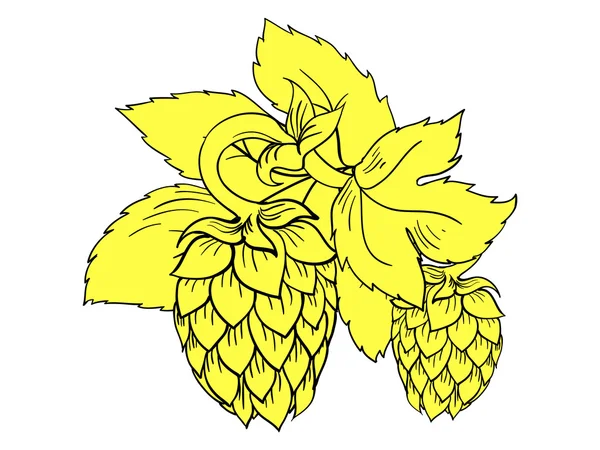 ᐈ Hops clip art stock images, Royalty Free hop vine illustrations ...