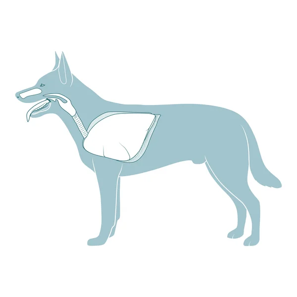 Sistema respiratorio del perro vector ilustración 2024