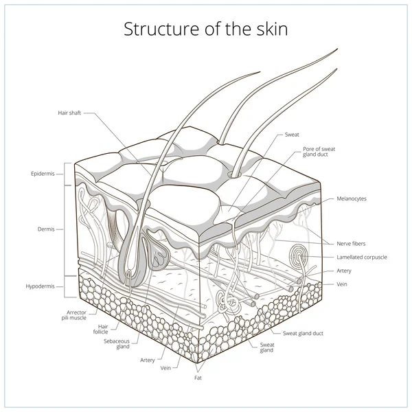 Human skin structure, vector illustration — Stock Vector © bemoll ...