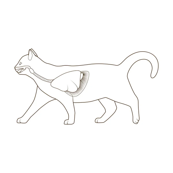 2,729 Respiratory system Stock Illustrations | Depositphotos®