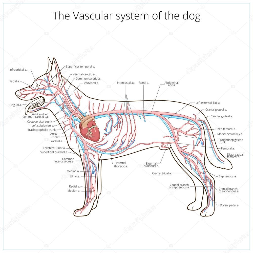 Vascular system of the dog vector illustration — Stock Vector ...
