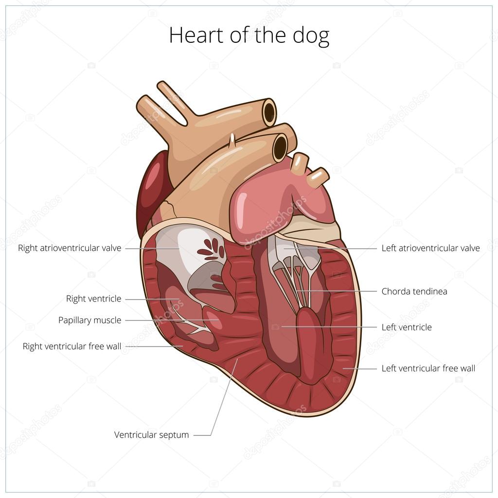 Corazón de un perro vector ilustración Vector de stock #87566416 de ...
