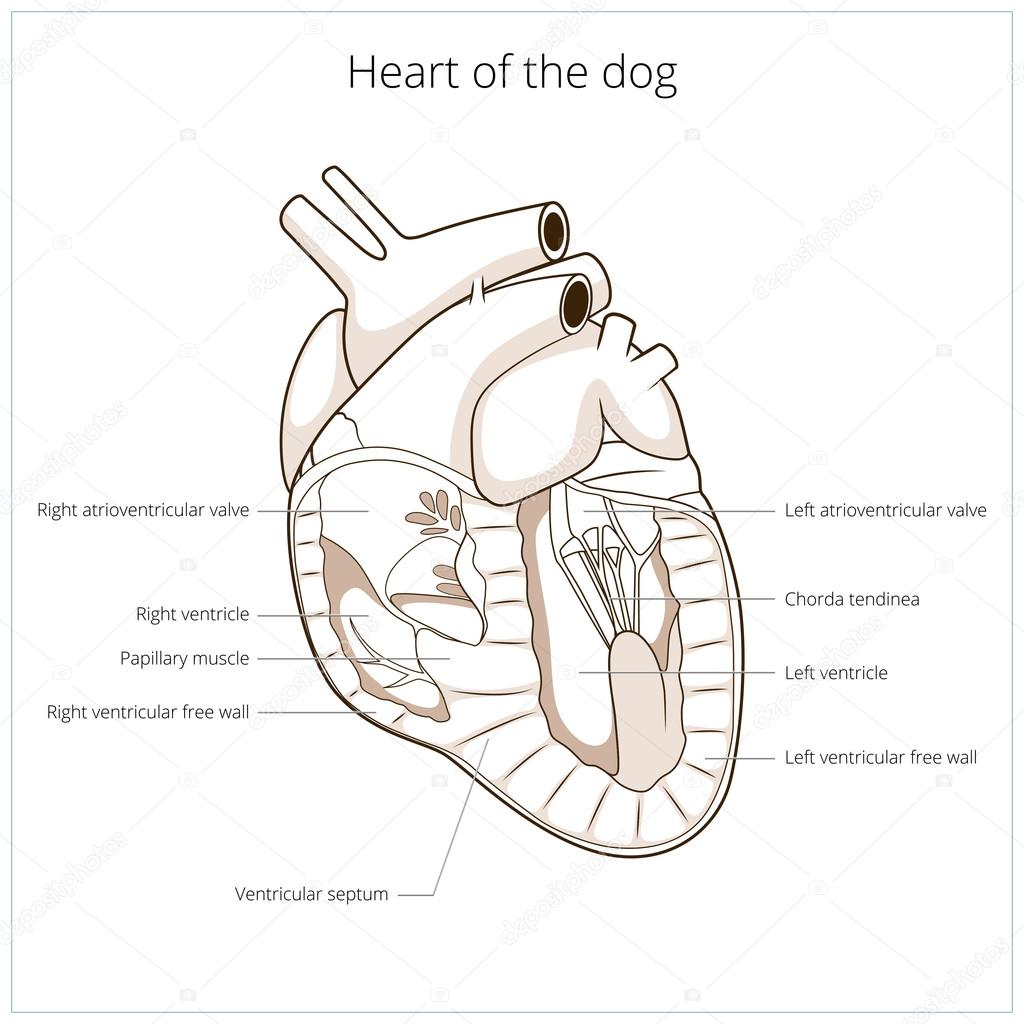 Heart of a dog vector illustration Stock Vector Image by ...