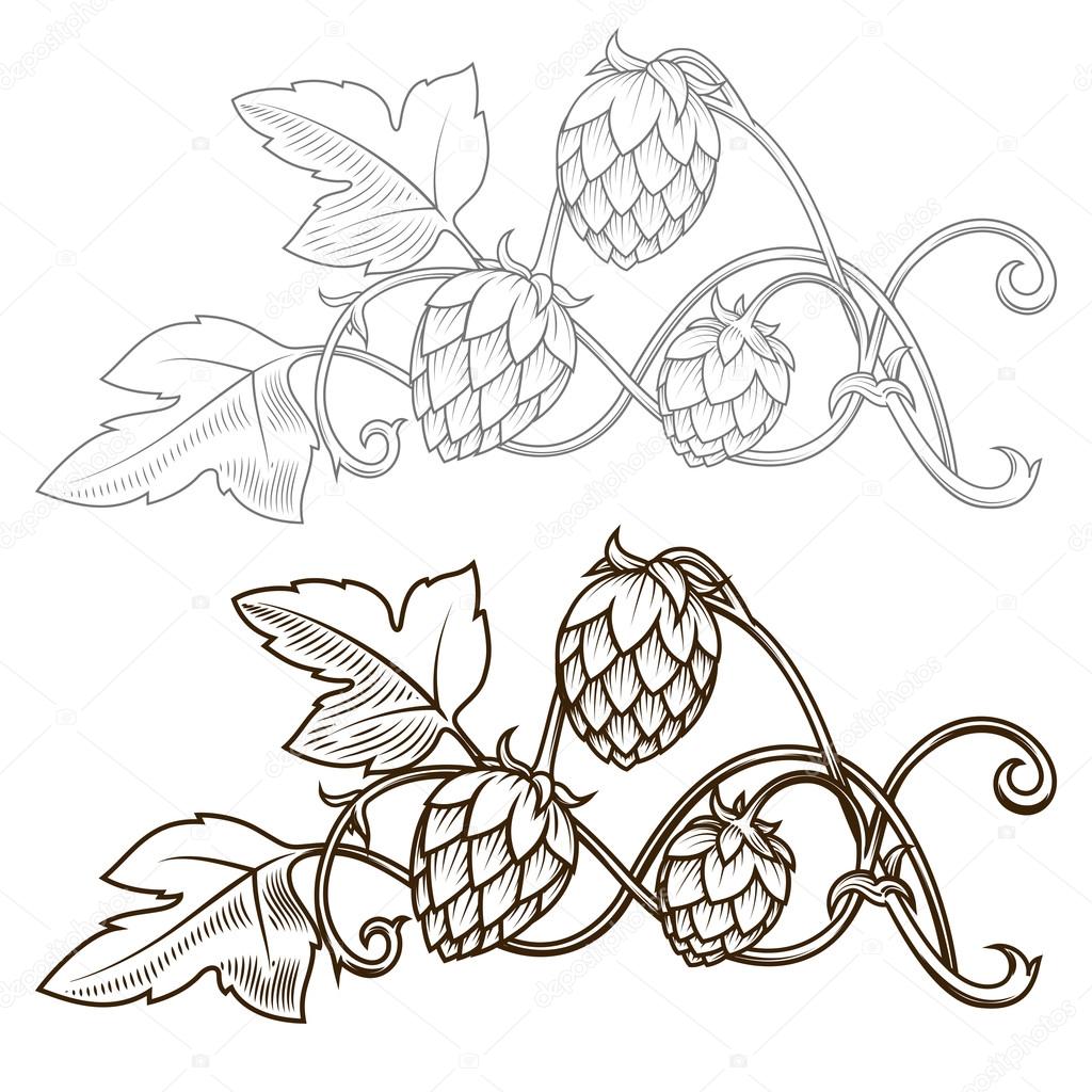 Hopfen Ornament Vektor Illustration Stock-Vektorgrafik von ...