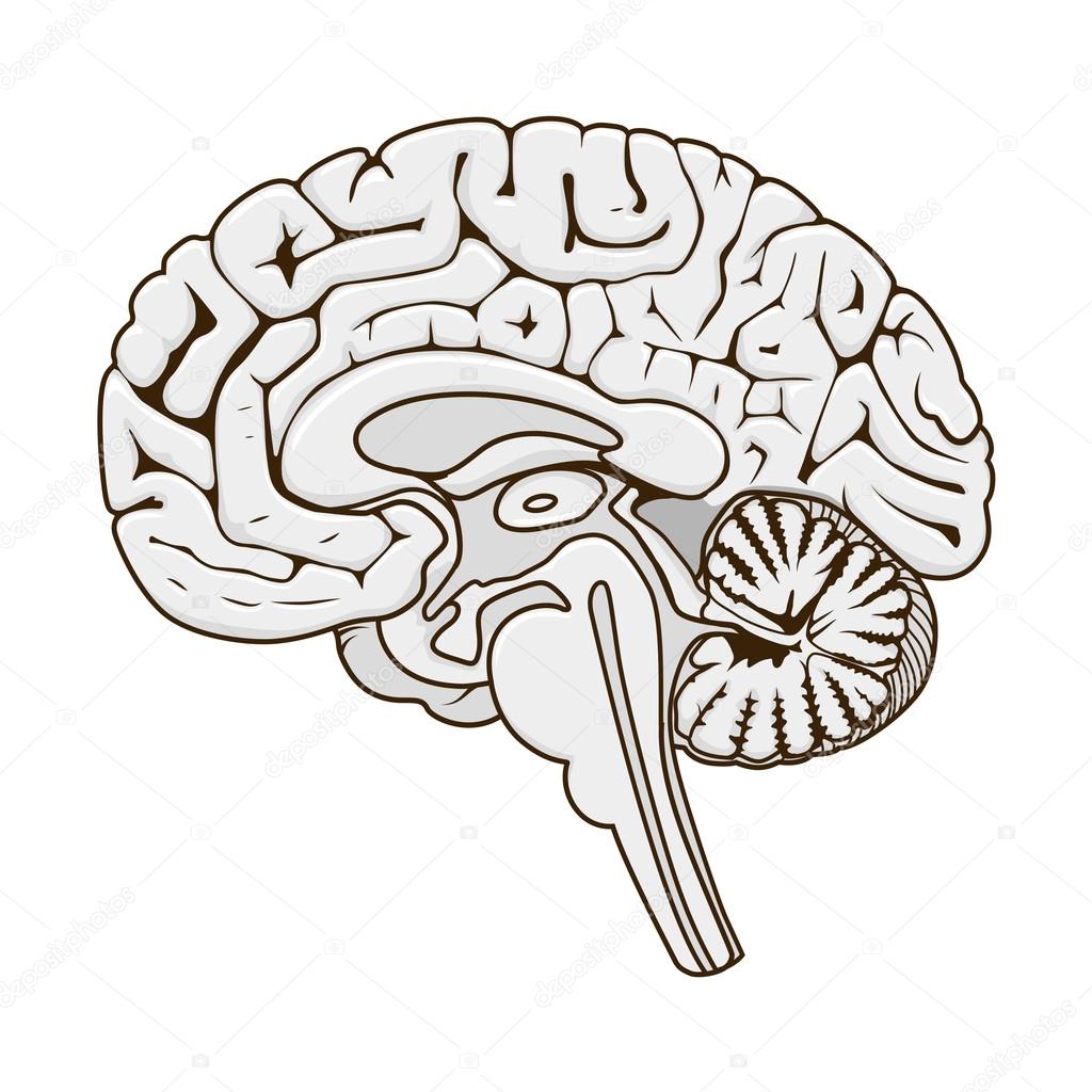 Structure Of Human Brain Section Schematic Vector Stock Vector Image By ©alexanderpokusay 92595086