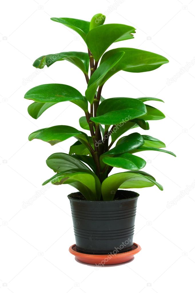 Plant On The Pot — Stock Photo © silvabom #87130440