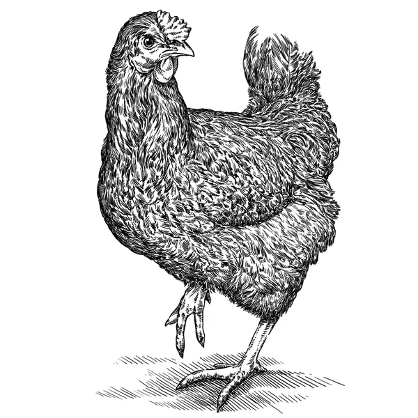 Fotos de Tyúk rajz de stock, Tyúk rajz imágenes libres de derechos ...