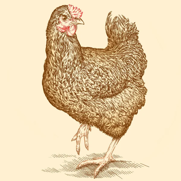 781 Chicken outline Stock Photos | Free & Royalty-free Chicken outline ...