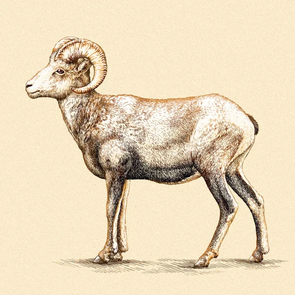 Engrave isolated sheep illustration — Stock Photo © DoubleBubble #87016764