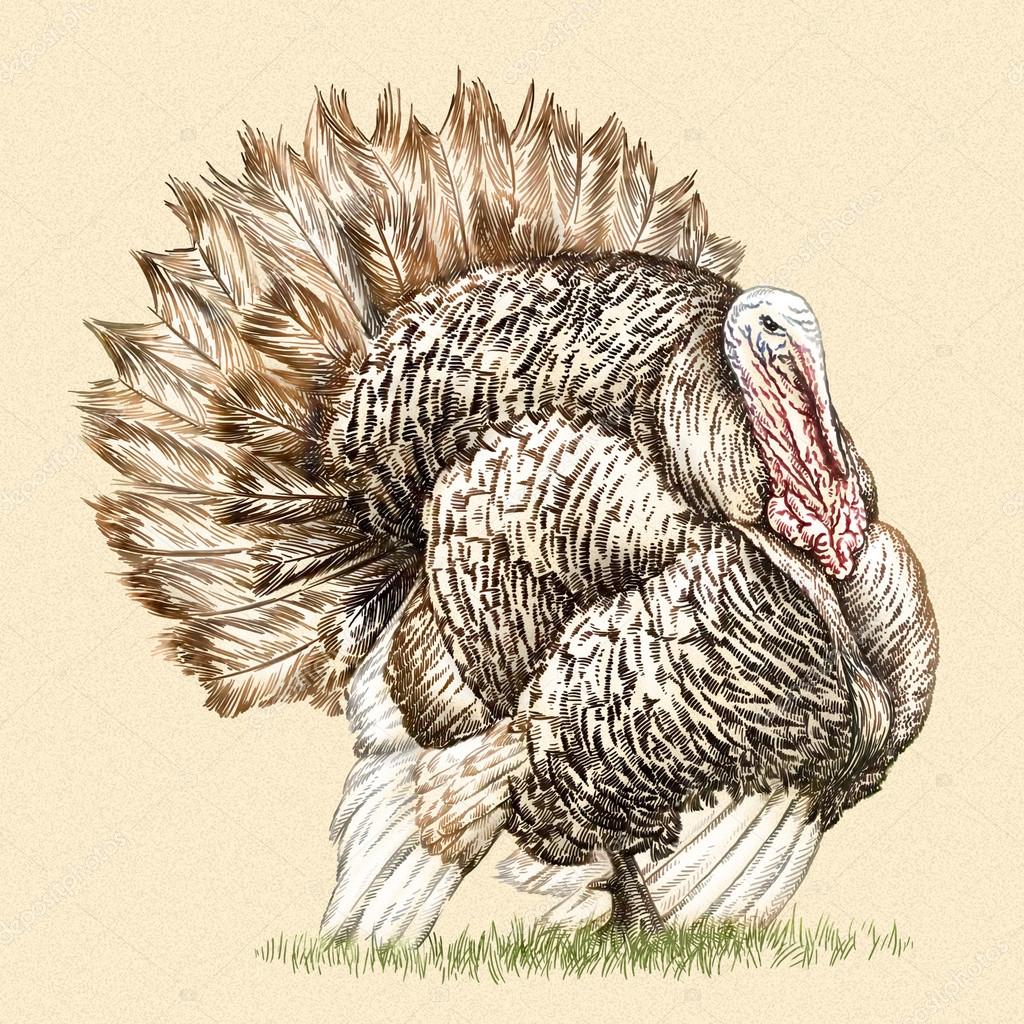Engrave turkey illustration — Stock Photo © DoubleBubble #87023676