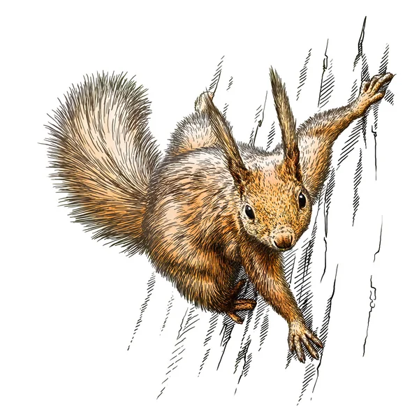 Engrave squirrel illustration — Stock Photo © DoubleBubble #88867330