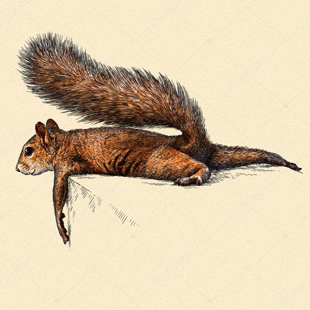 Engrave squirrel illustration — Stock Photo © DoubleBubble #88867330