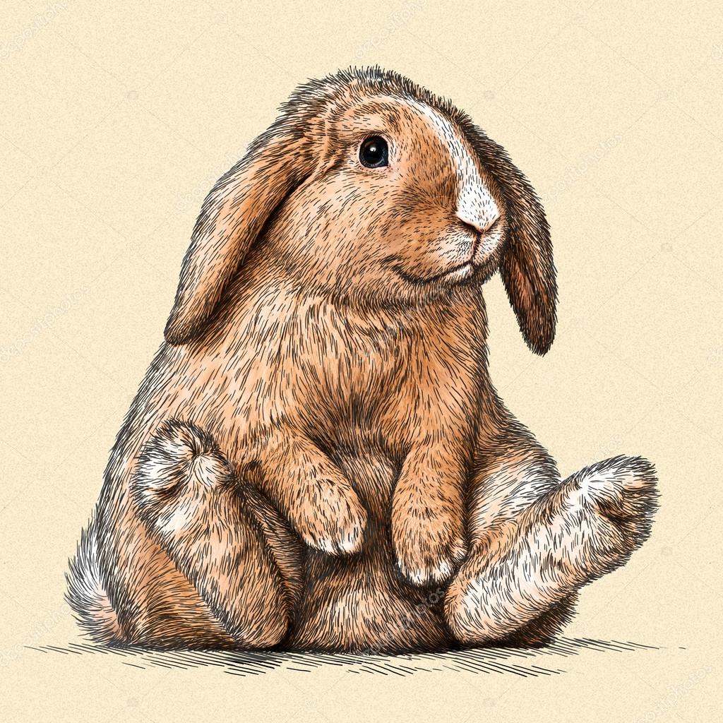 Engrave rabbit illustration Stock Photo by ©DoubleBubble 88867770