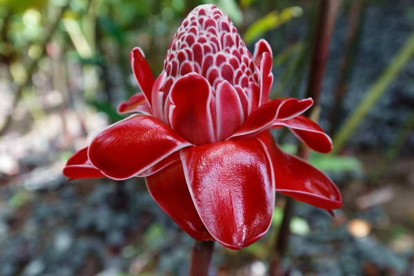 Flower of madagascar Stock Photos, Royalty Free Flower of madagascar ...