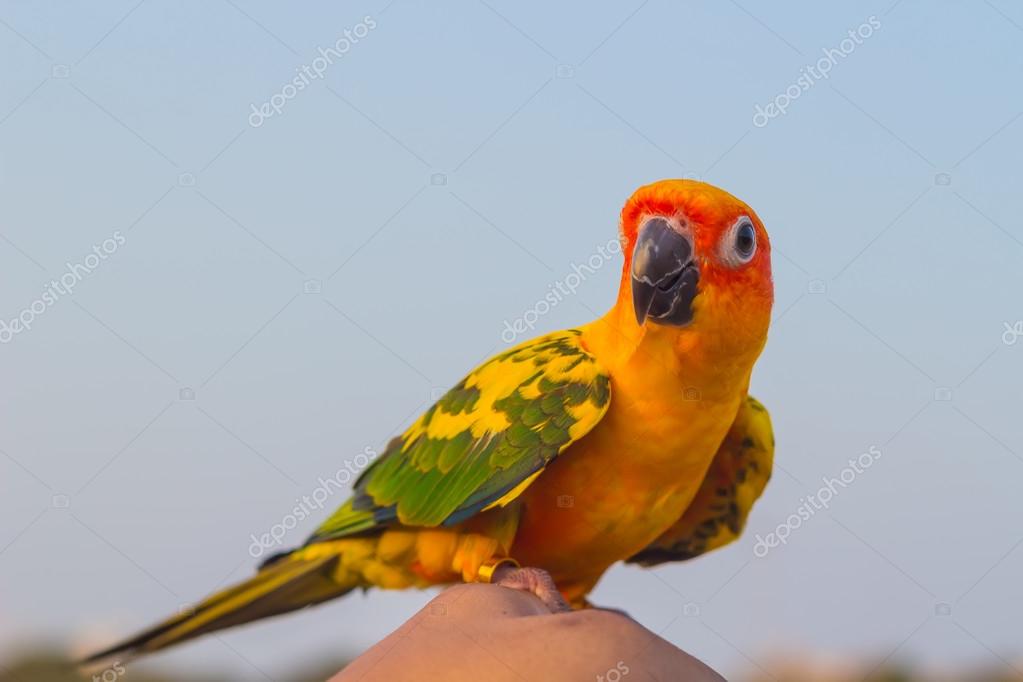 Parrot on the hand — Stock Photo © suwatsir #102721892